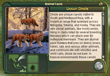 Ussuri Dhole | ZooBerry