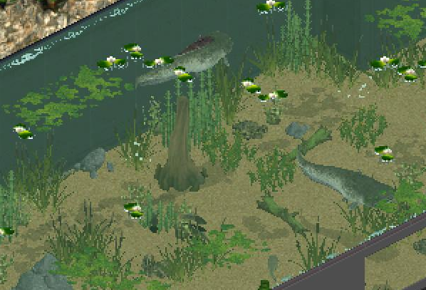 Wels Catfish | ZooBerry