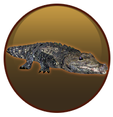 African Safari Pack | ZooBerry