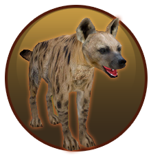 African Safari Pack | ZooBerry
