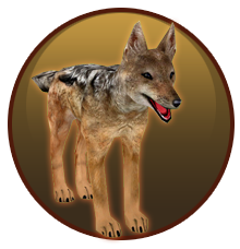 African Safari Pack | ZooBerry