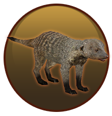 African Safari Pack | ZooBerry