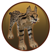 African Safari Pack | ZooBerry