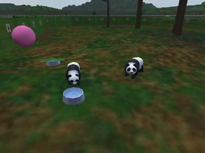 Dwarf Panda | ZooBerry