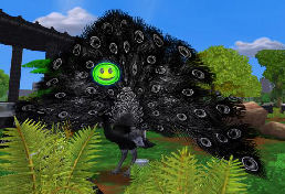 Giant Charcoal Peacock | ZooBerry