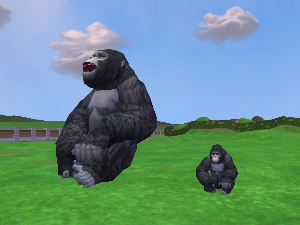 King Kong II | ZooBerry