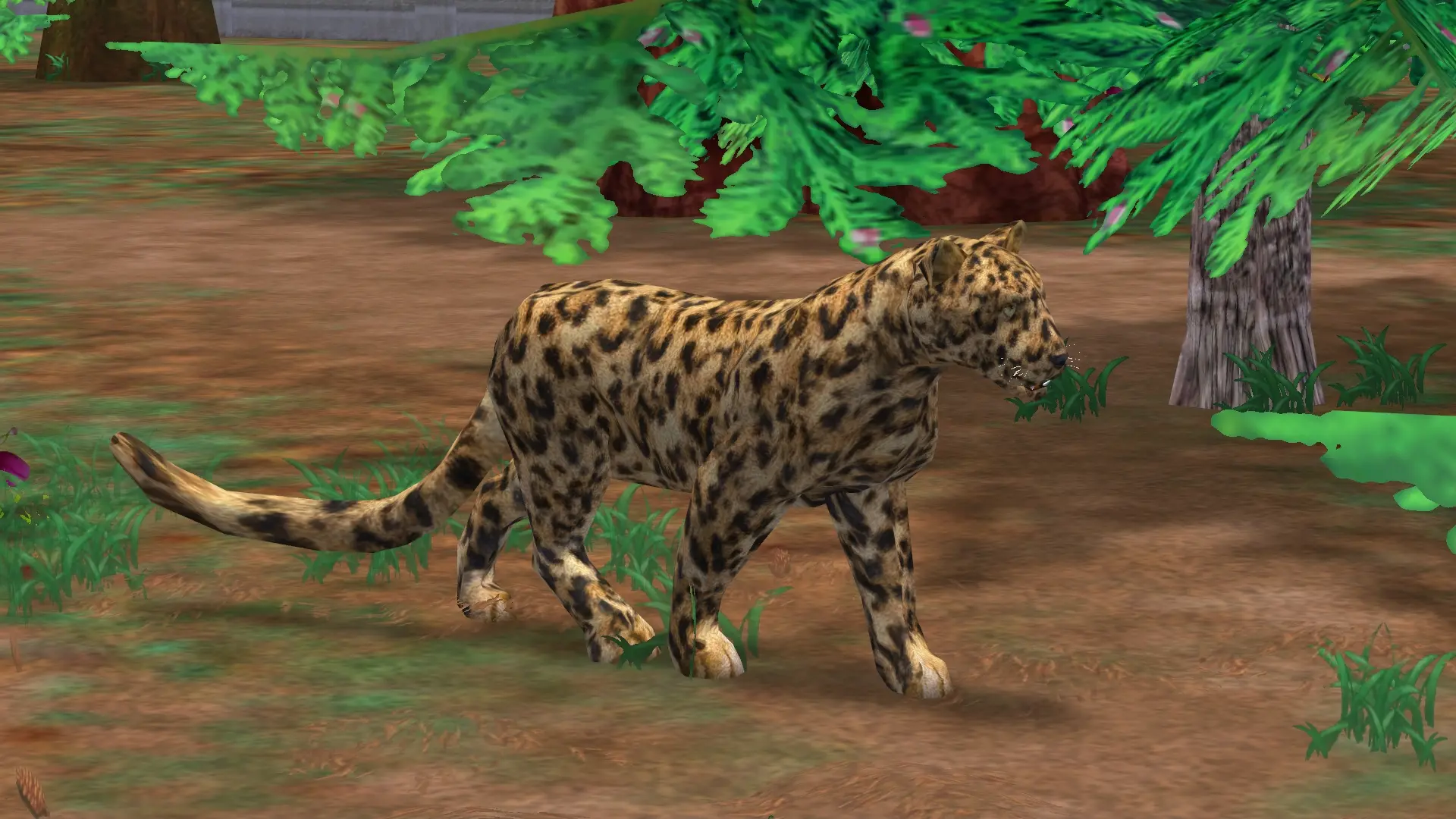 Amur Leopard | ZooBerry