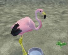 Andean Flamingo | ZooBerry