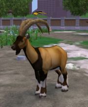 Bezoar Goat | ZooBerry