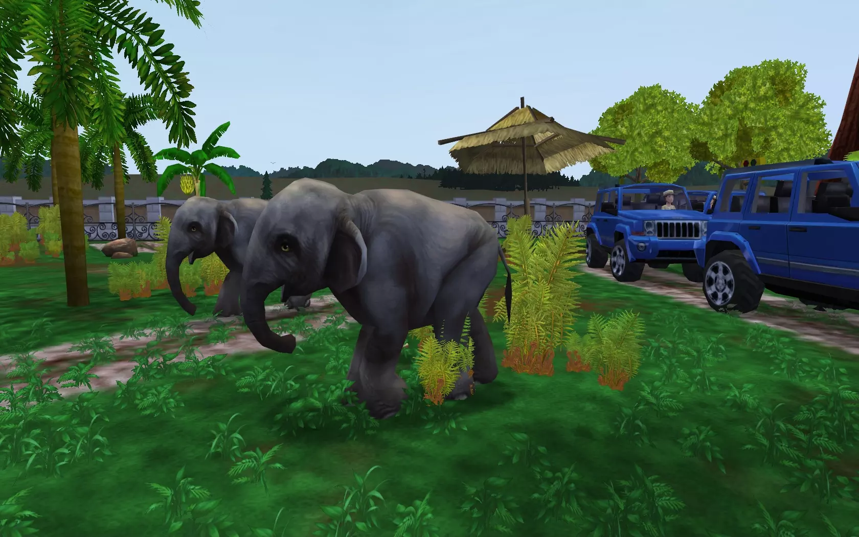 Bornean Pygmy Elephant | ZooBerry