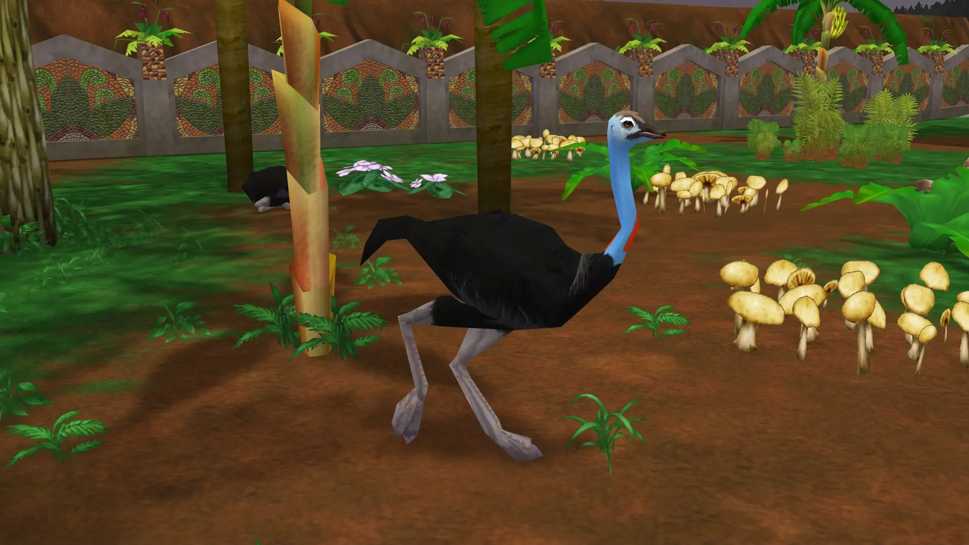 Cassowary | ZooBerry