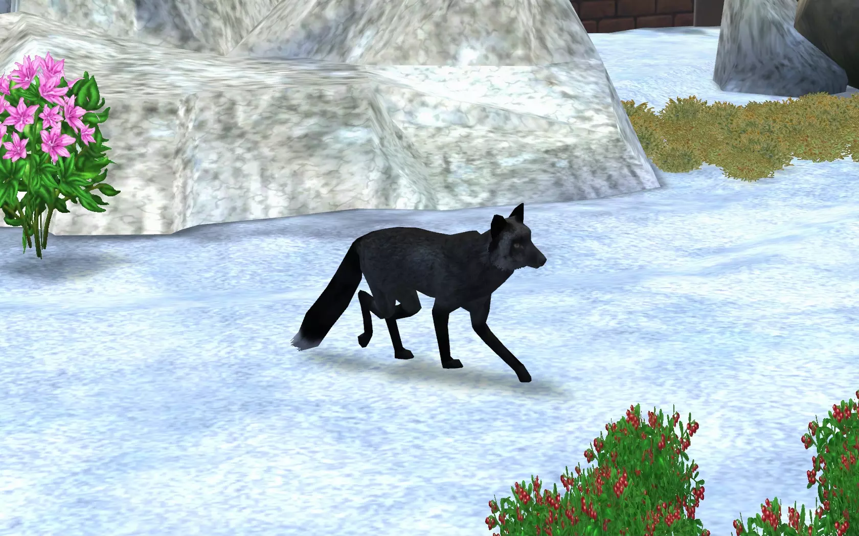 Domesticated Silver Fox (Siberian Fox) | ZooBerry