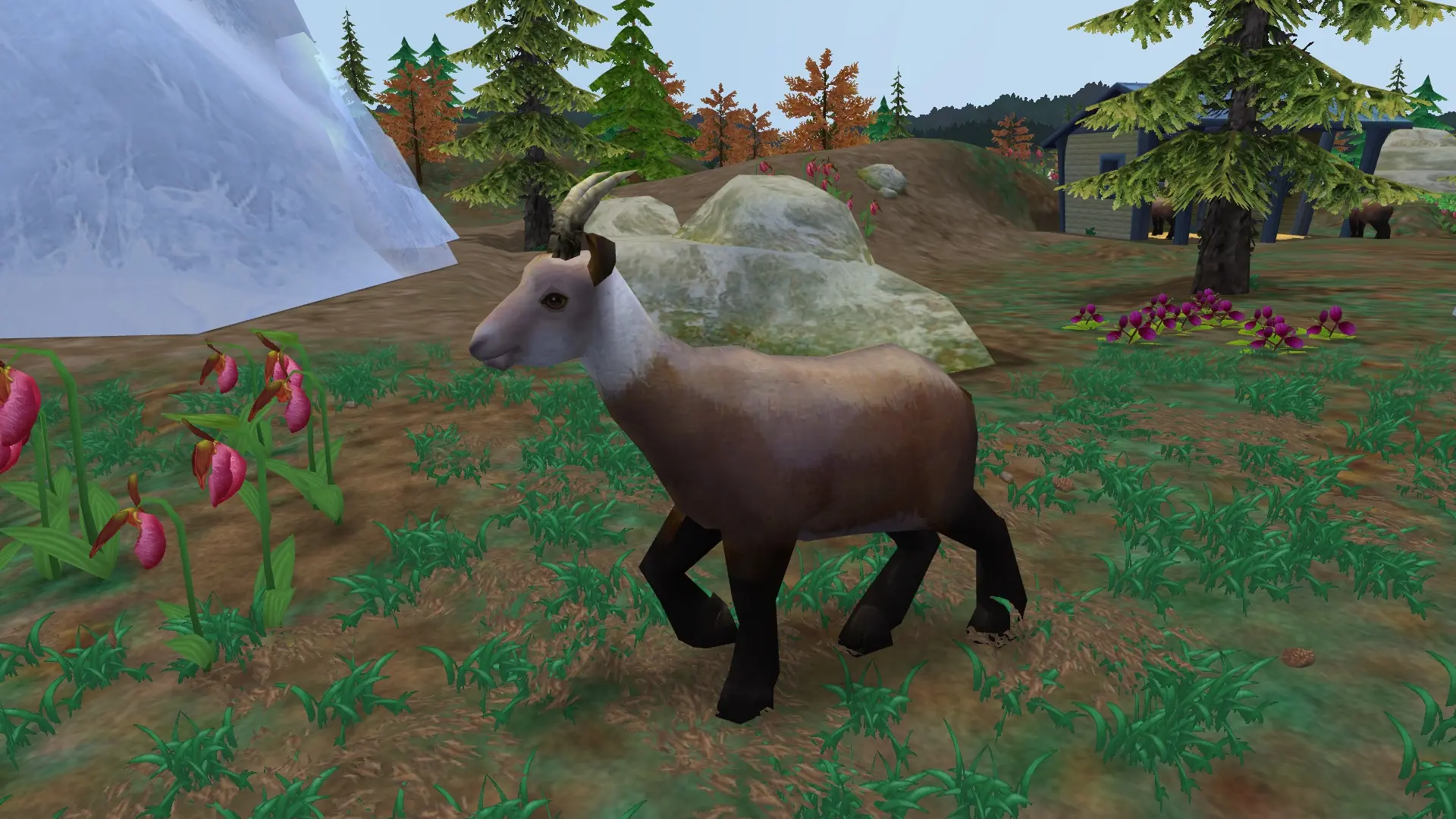 Japanese Serow | ZooBerry