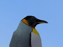 King Penguin | ZooBerry