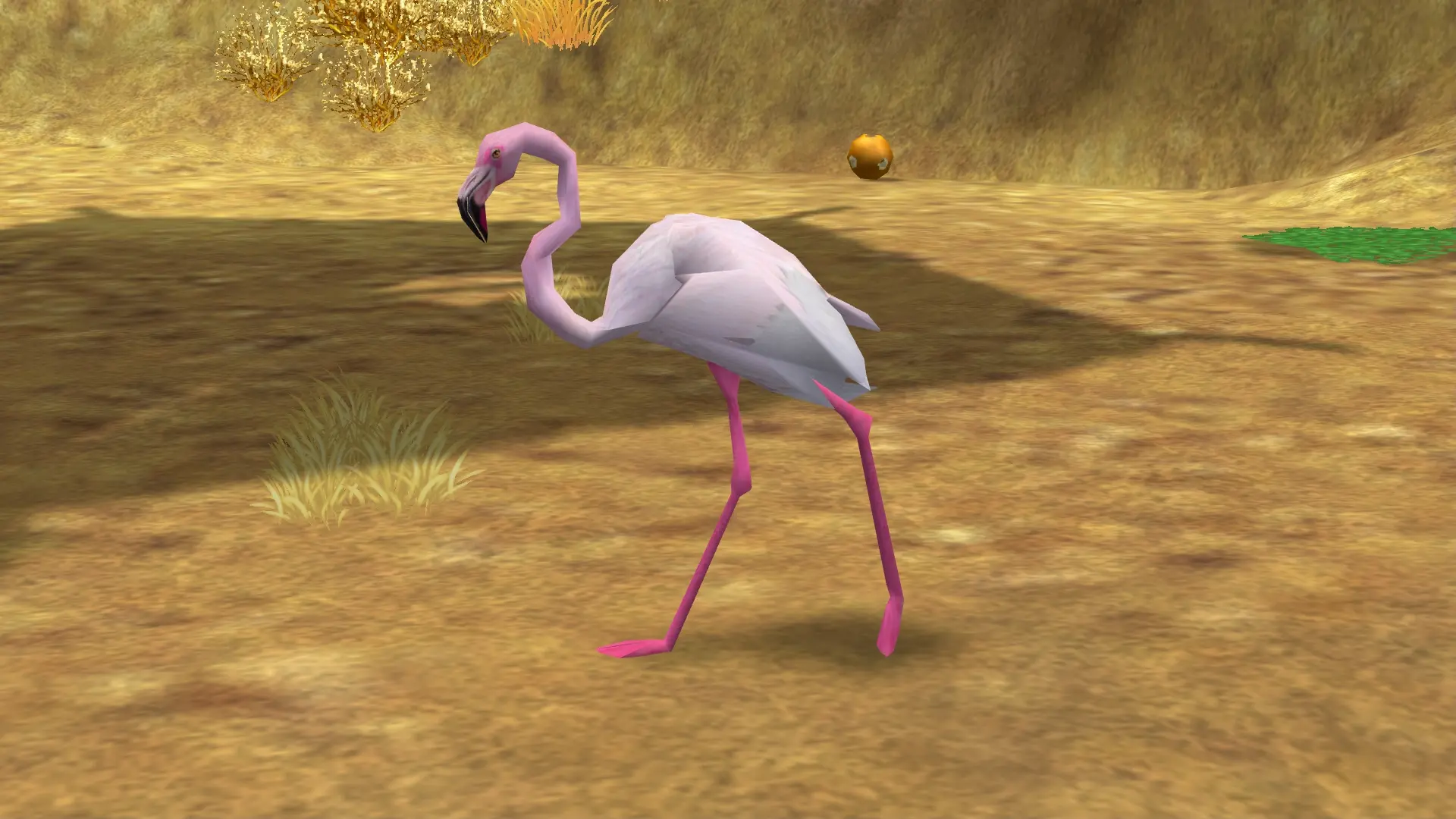 Lesser Flamingo | ZooBerry