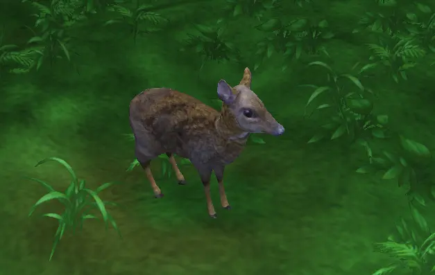 Lesser Mouse Deer | ZooBerry