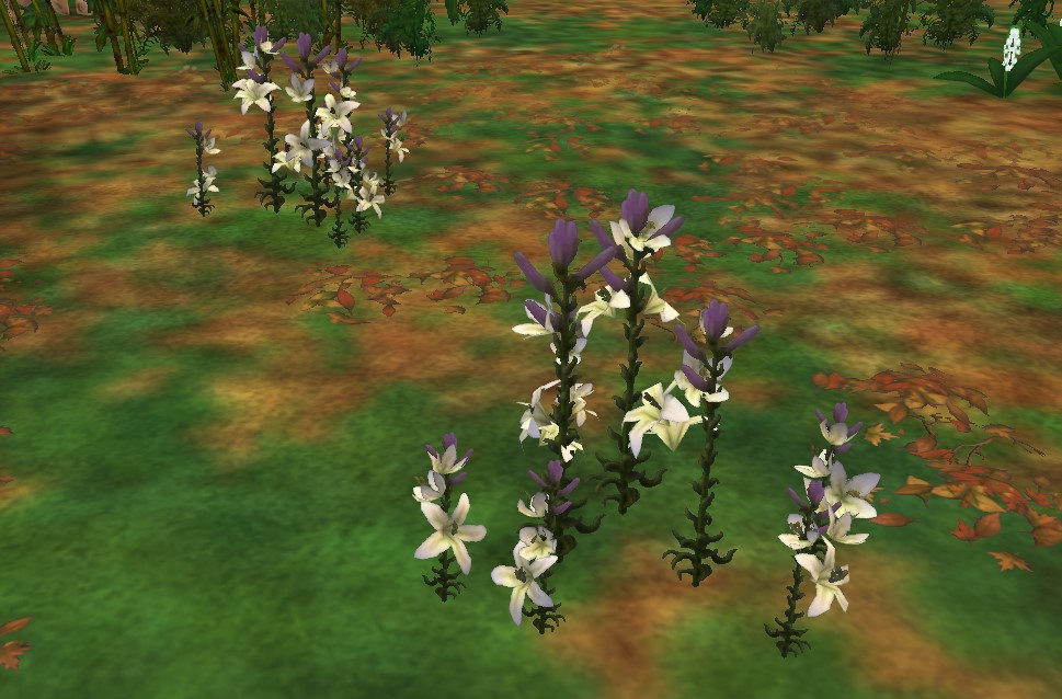 Arabia Pack | ZooBerry