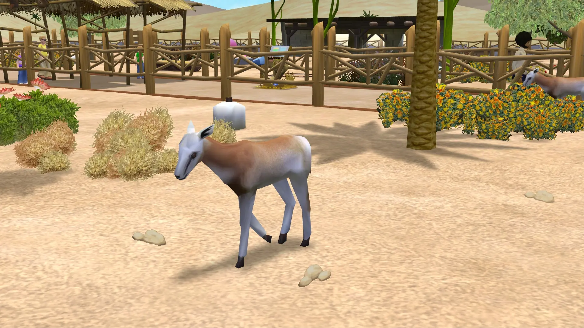 Desert Pack | ZooBerry