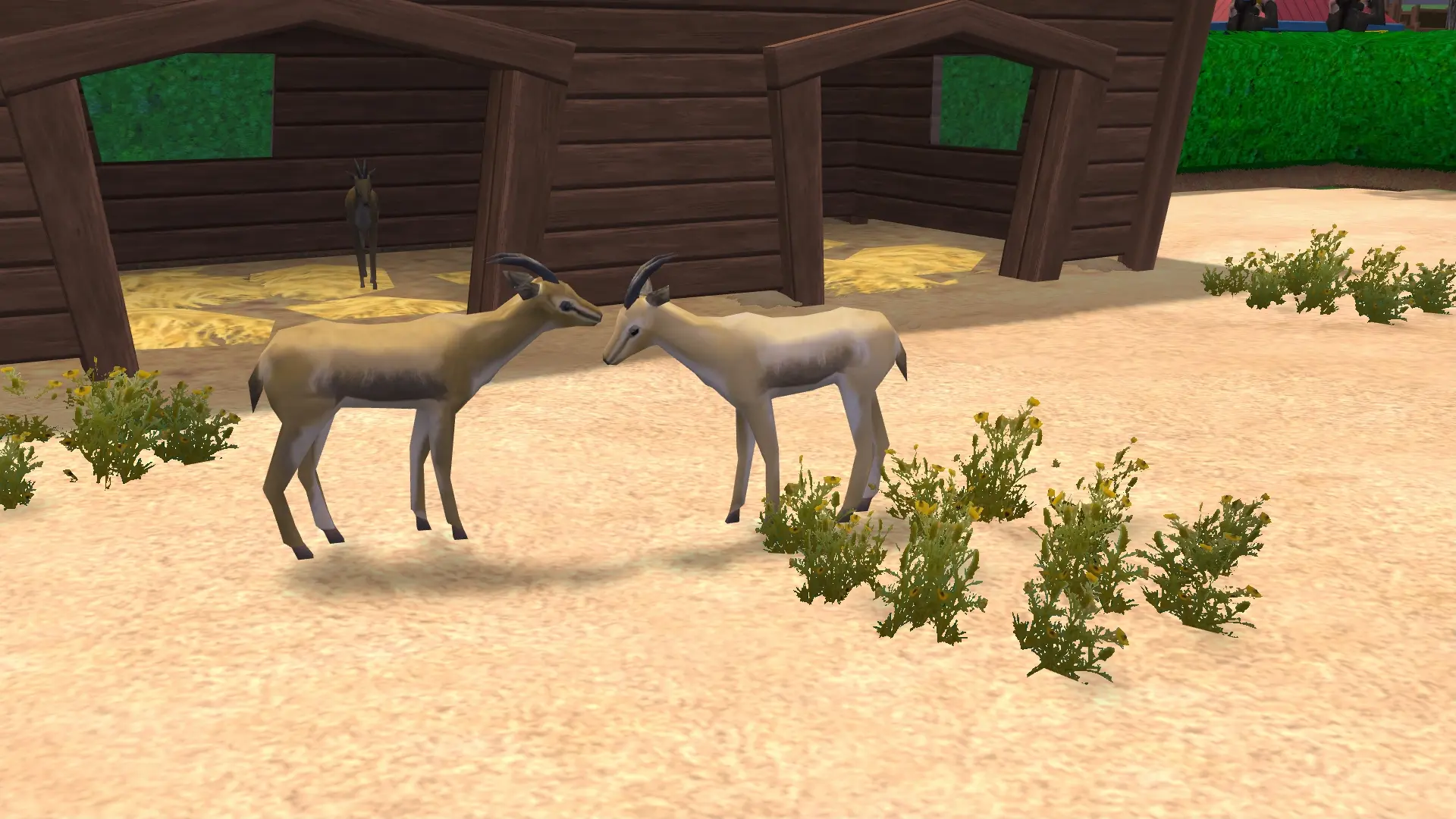 Dorcas Gazelle and Adonis Dentata | ZooBerry