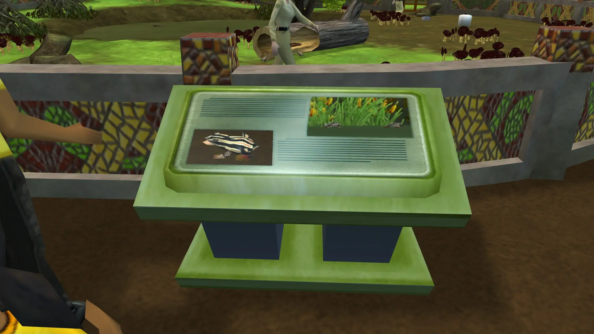 Painted Reed Frog Pack | ZooBerry