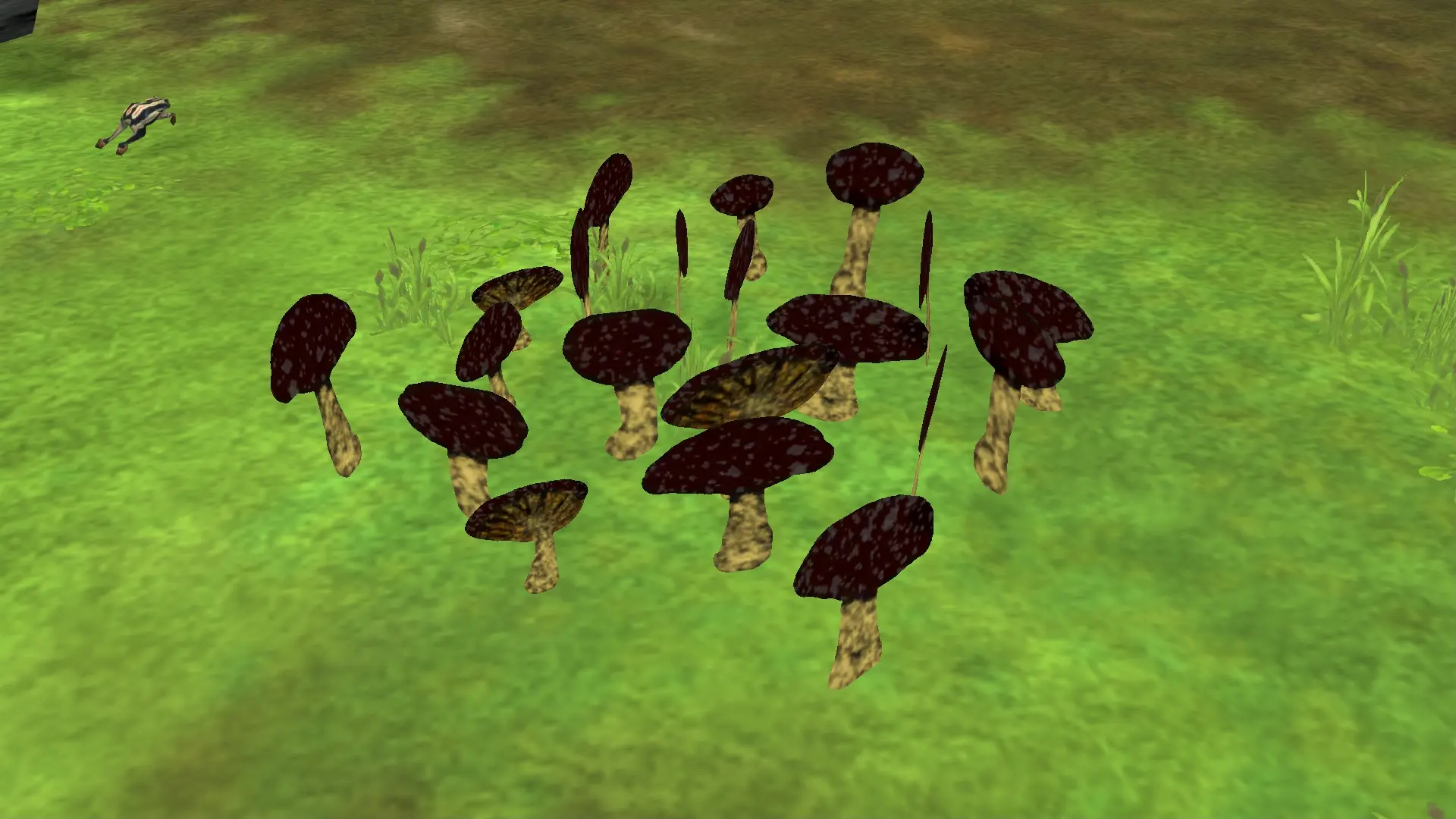 Painted Reed Frog Pack | ZooBerry