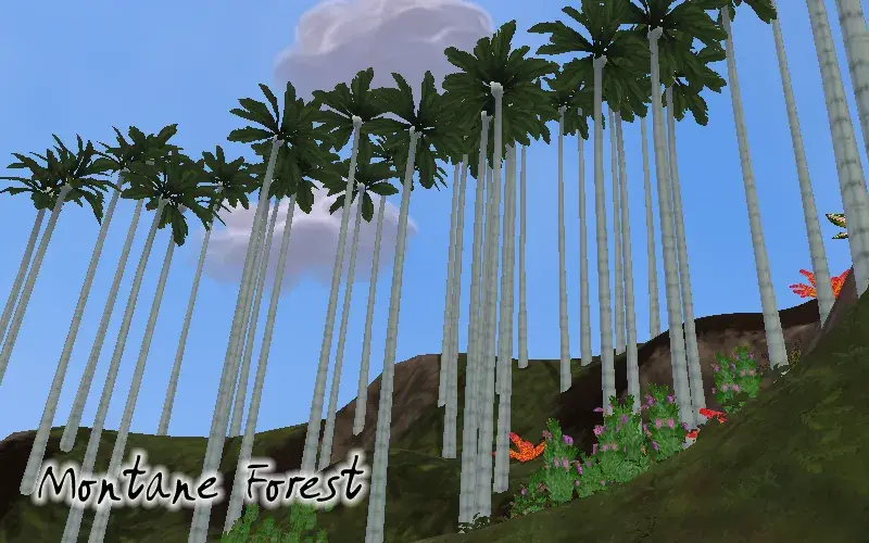 Wax Palm | ZooBerry