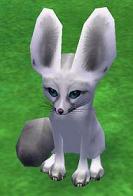 Albino Fennec Fox Variant | ZooBerry