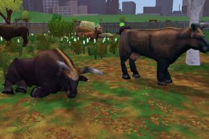 Animal Variants | ZooBerry