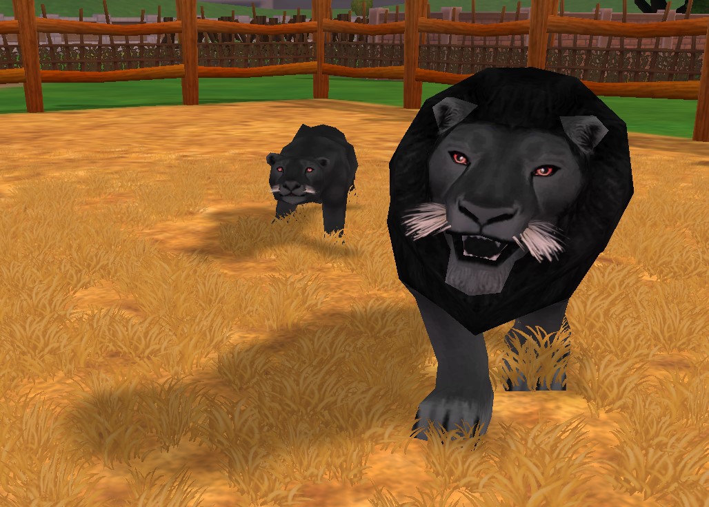 Black Lion Variant | ZooBerry