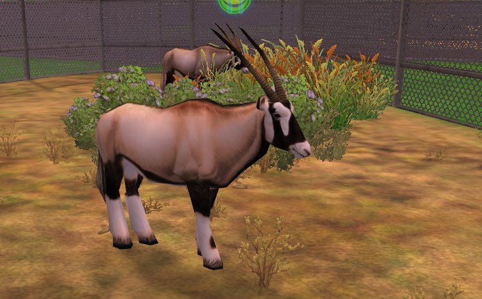 Gemsbok Variant | ZooBerry