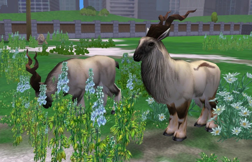 Markhor Variants II | ZooBerry