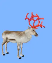 Reindeer Variants | ZooBerry