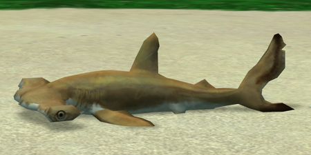 Scalloped Hammerhead Variants | ZooBerry