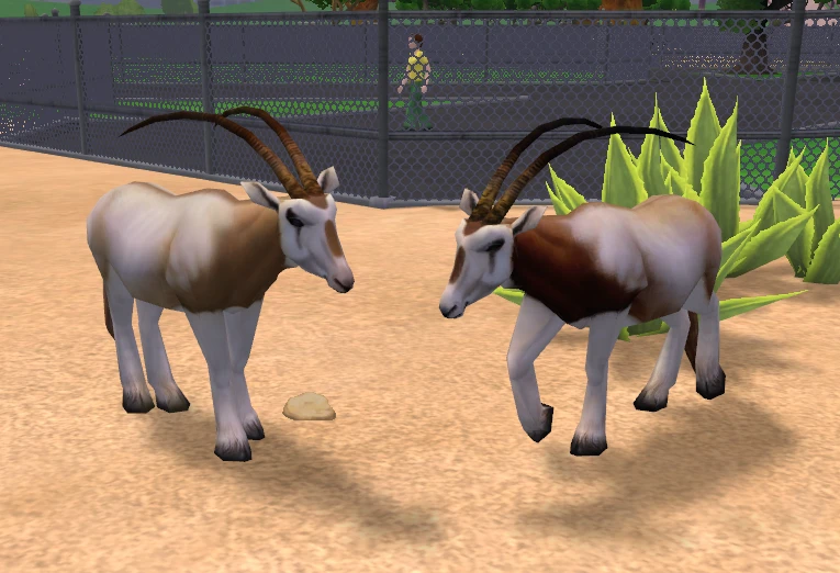 Scimitar Horned Oryx Variants | ZooBerry