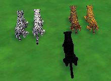 White Jaguar Variants | ZooBerry