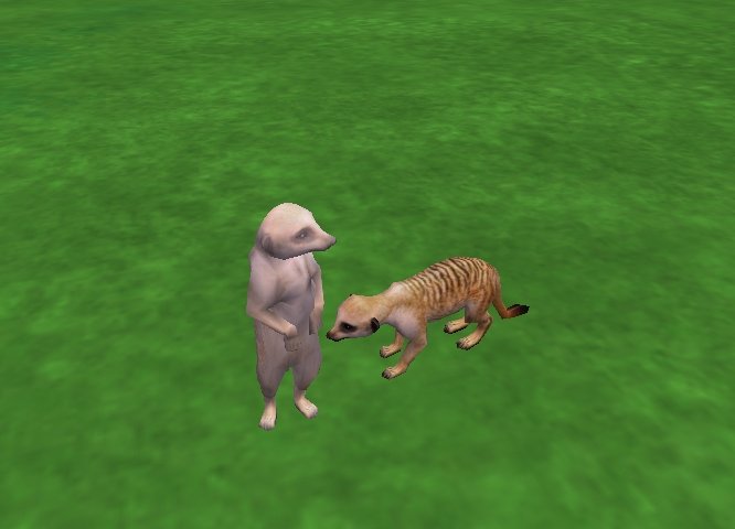 White Meerkat Variants | ZooBerry